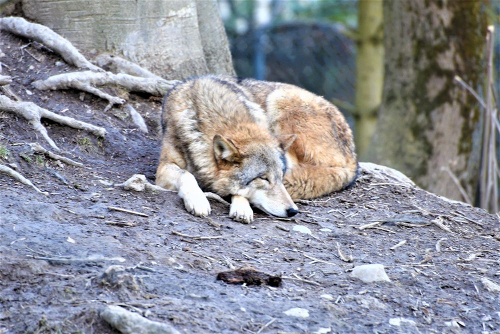 Der Wolf. Foto & Bild | tiere, zoo, wildpark & falknerei, säugetiere ...