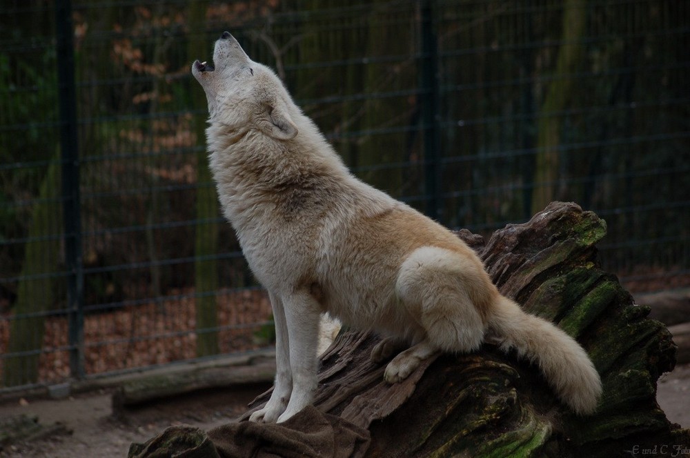 Der Wolf heult Foto & Bild | tiere, zoo, wildpark & falknerei ...