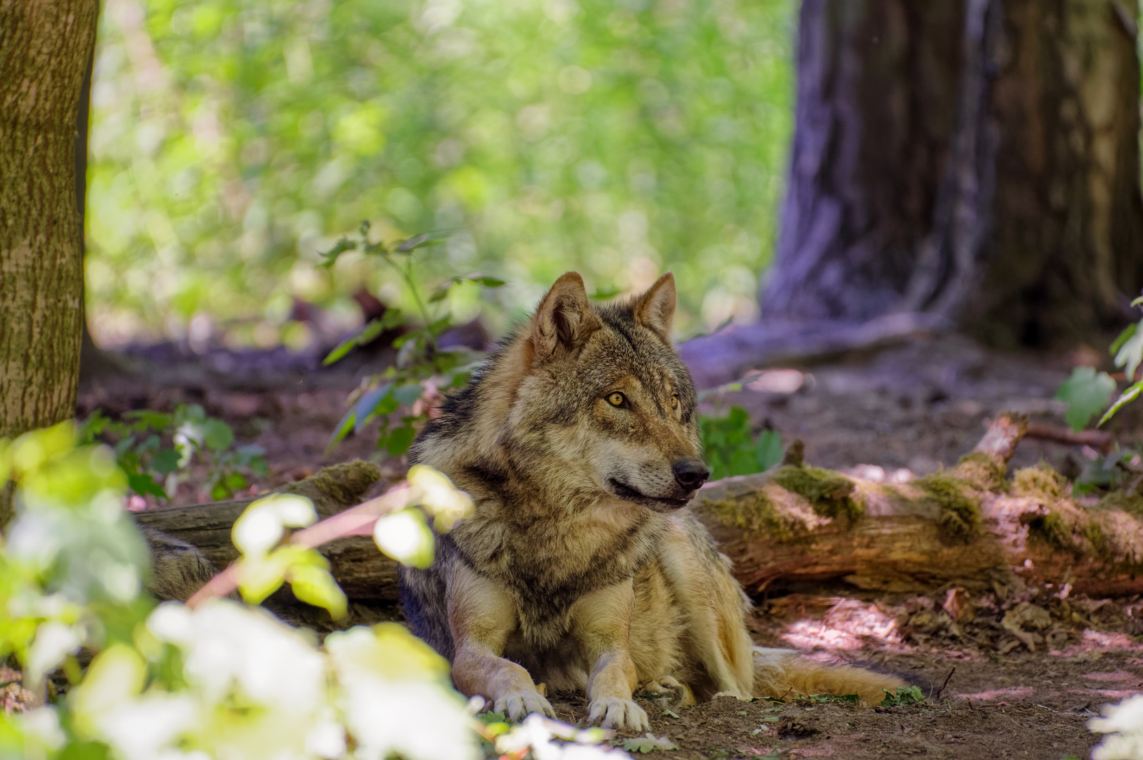 Der Wolf im Wald... Foto & Bild | tiere, wildlife, säugetiere Bilder ...