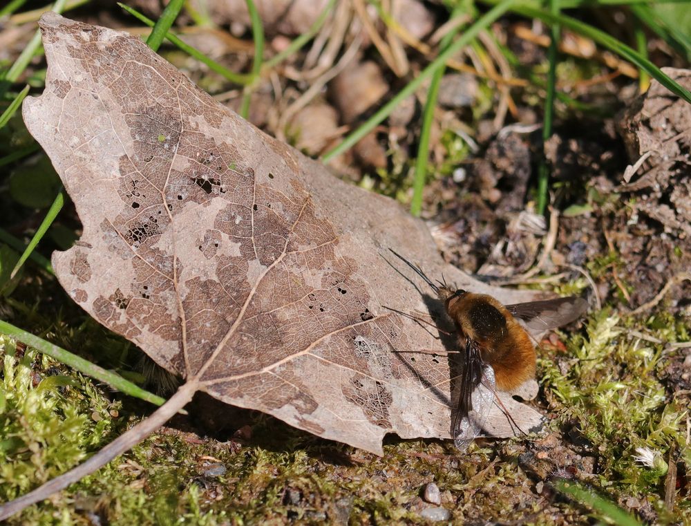 Der Wolli ist da Foto & Bild | tiere, wildlife, insekten Bilder auf ...