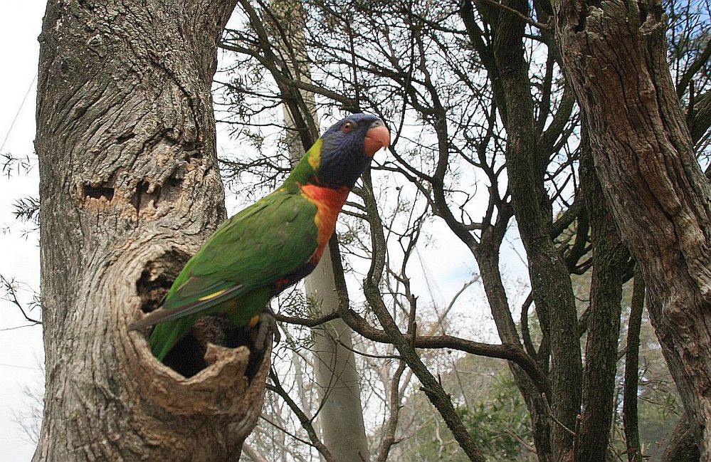 Der wollte unbedingt Foto & Bild | natur, tiere, vögel Bilder auf ...