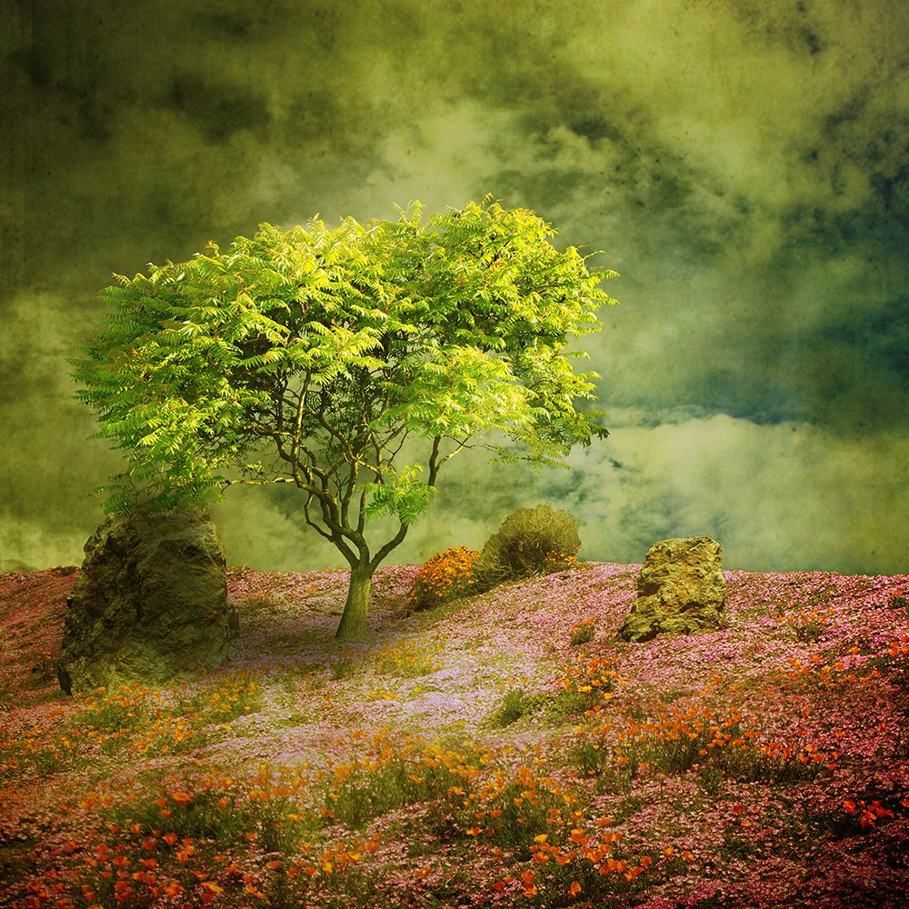 Der Wunschbaum Foto & Bild | fotomontage, landschaften, digiart Bilder auf fotocommunity