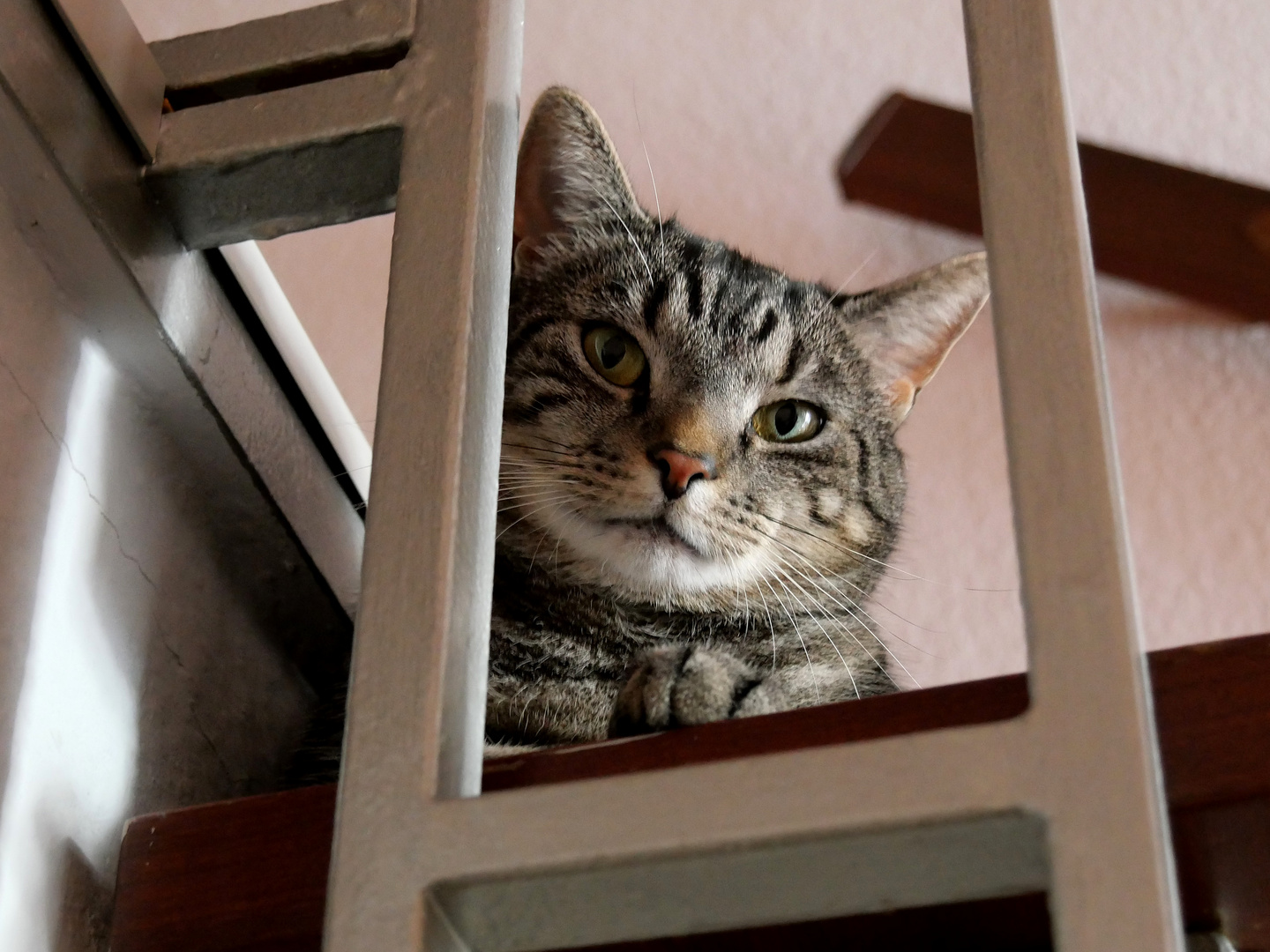 Der Yoshi Foto & Bild | tiere, haustiere, katzen Bilder auf fotocommunity