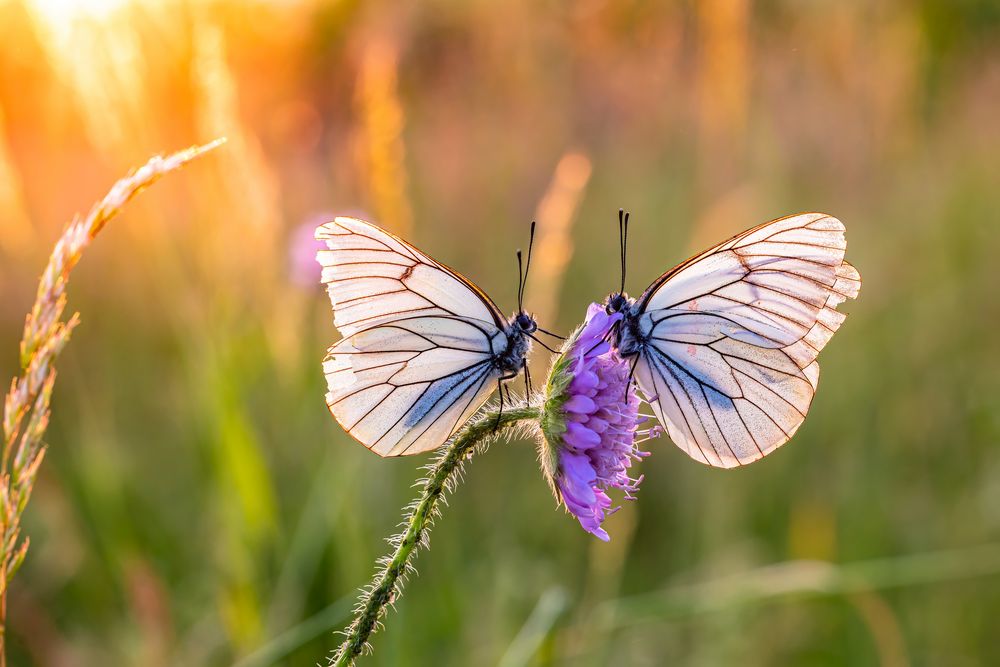 Der Zahn der Zeit Foto & Bild | fotos, world, spezial Bilder auf ...