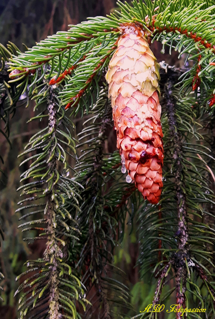 Der Zapfen Foto & Bild | pflanzen, pilze & flechten, bäume, nadelbäume ...