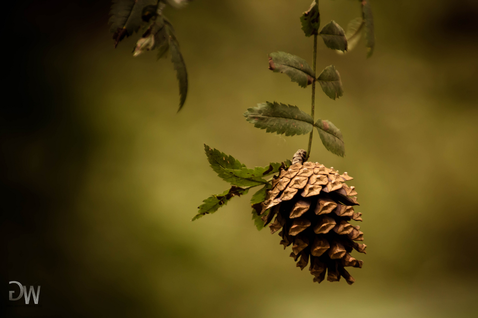 Der Zapfen Foto & Bild | natur-kreativ, fotos, natur Bilder auf ...