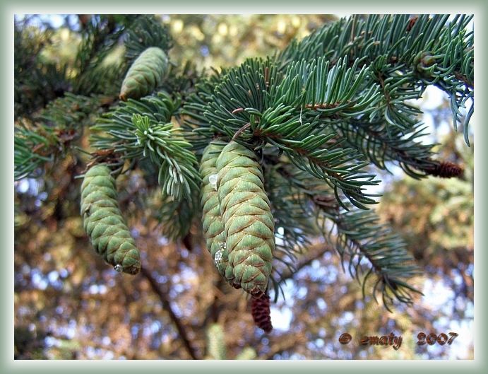 Der Zapfen fällt nicht weit vom Stamm Foto & Bild | pflanzen, pilze ...