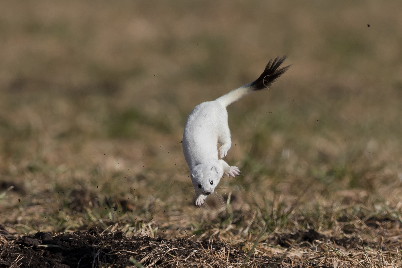 Der Zappel-Philipp Foto & Bild | tiere, wildlife, säugetiere Bilder auf ...