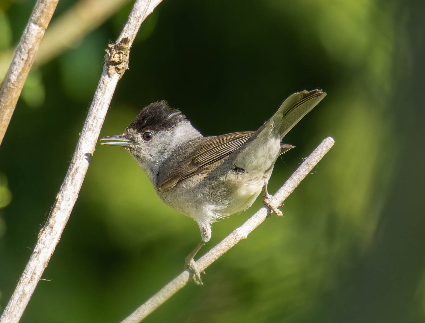 Der Zappelphilipp... Foto & Bild | tiere, wildlife, singvögel Bilder ...