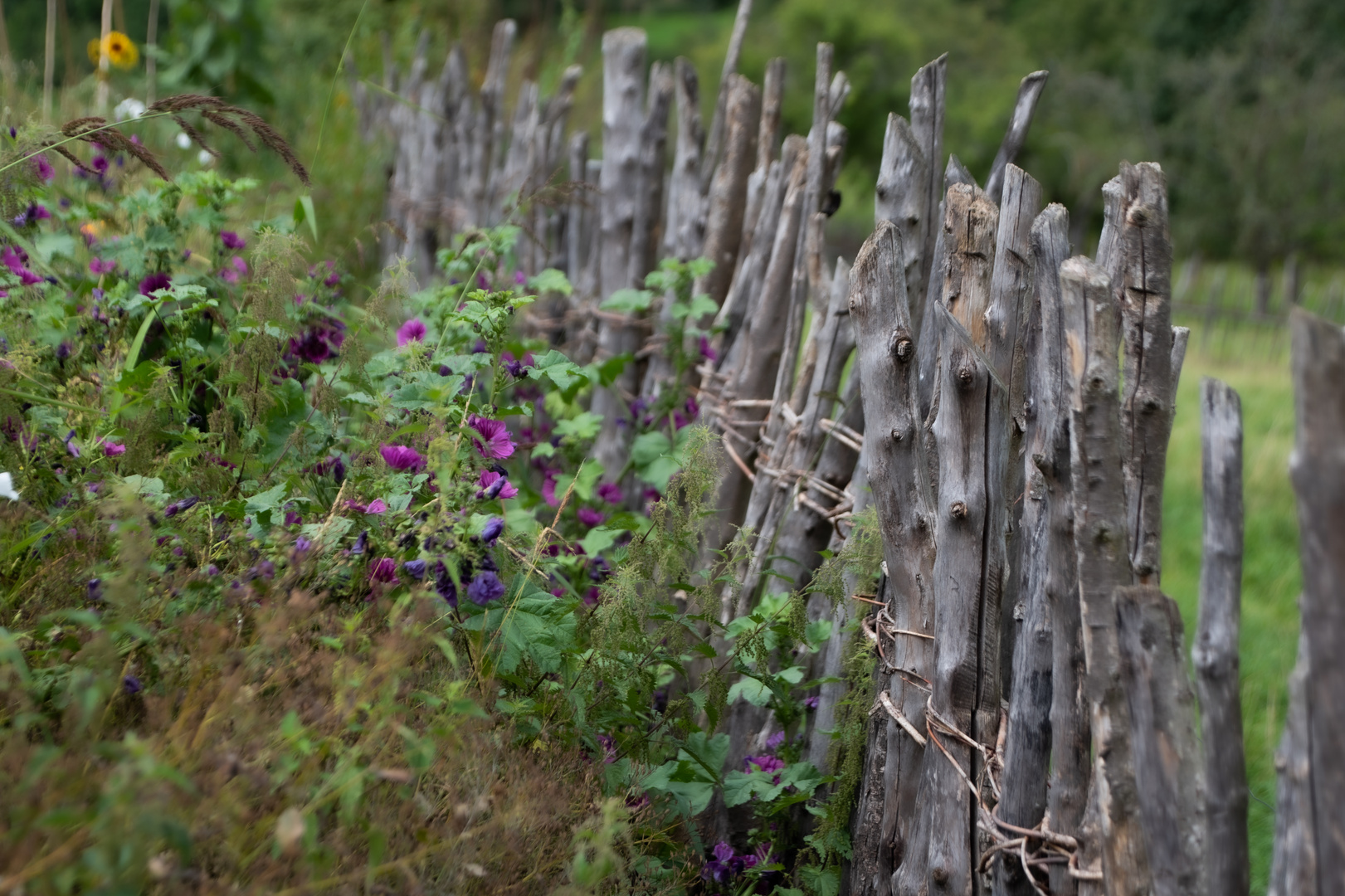 der Zaun Foto & Bild | landschaft, garten- & parklandschaften, allerlei ...