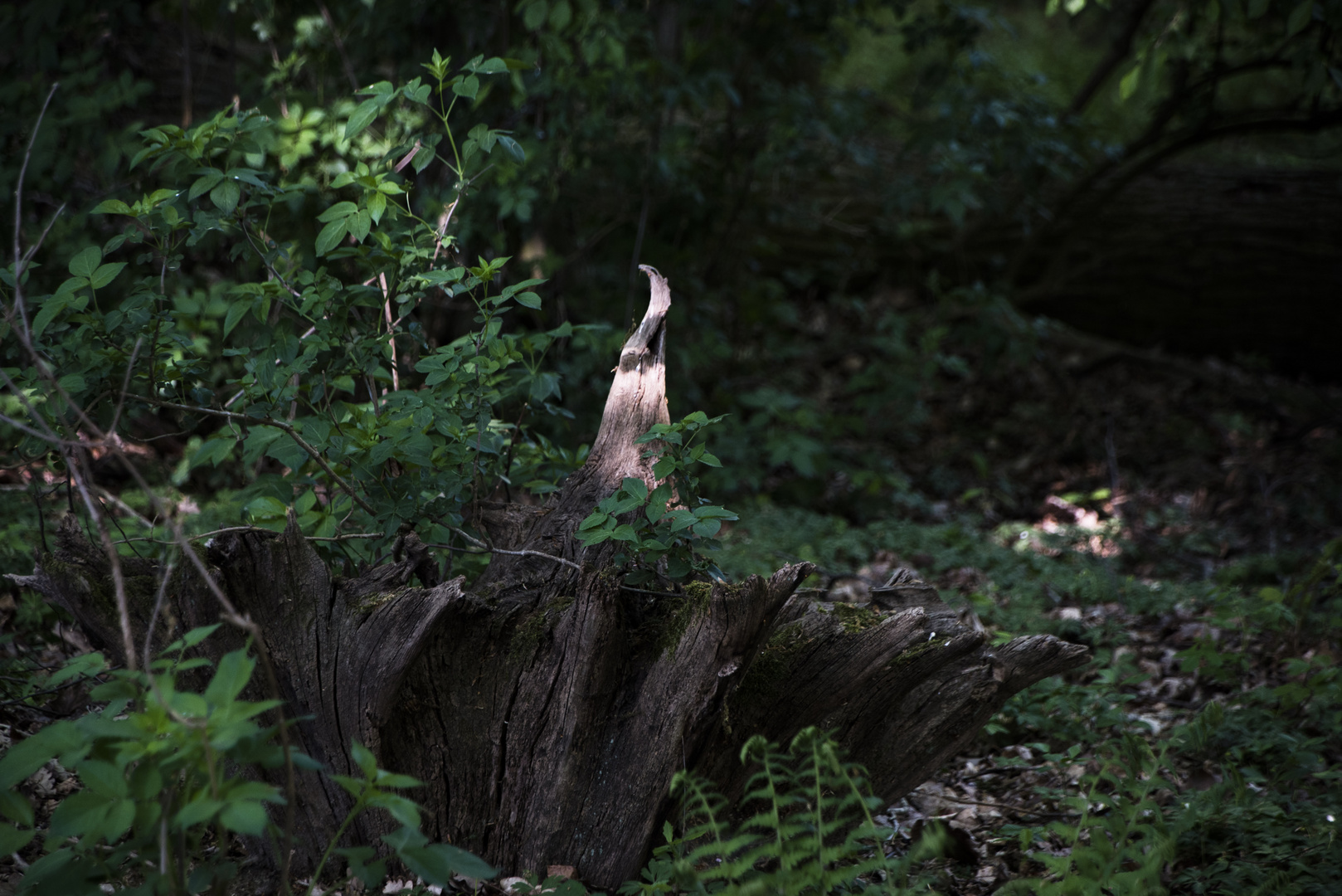 der Zipfel Foto & Bild | sonstiges, totes, naturkunst Bilder auf ...