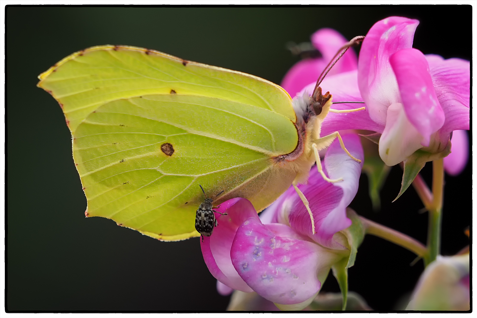 Der Zitronenfalter Foto & Bild | makro, natur, insekten Bilder auf fotocommunity