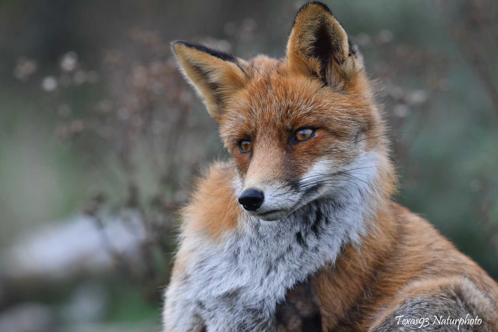 Der zottelige Fuchs Foto & Bild | tiere, wildlife, säugetiere Bilder ...