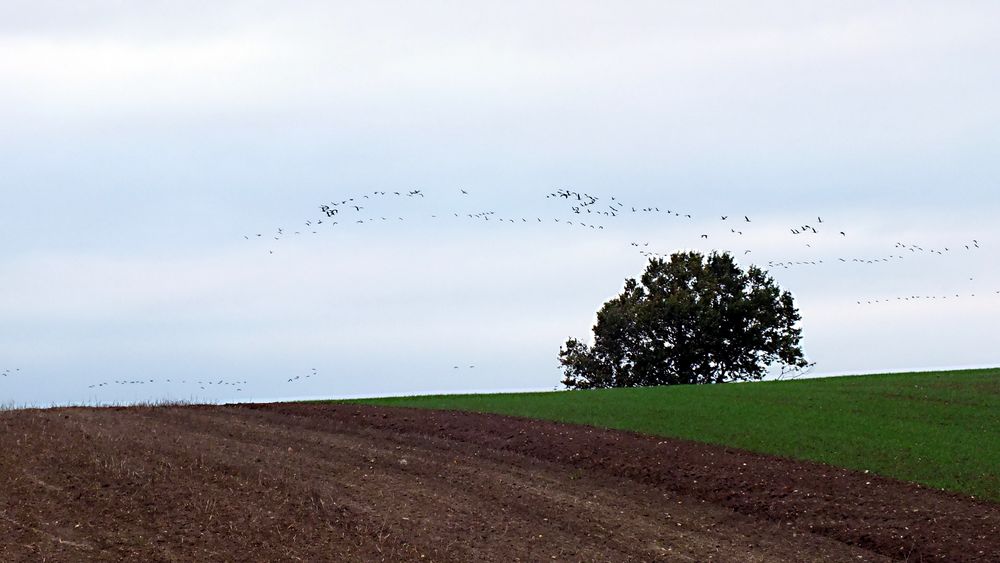 Der Zug der Kraniche Foto & Bild | tiere, wildlife, wild lebende vögel ...