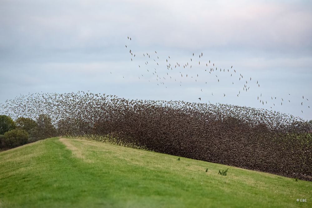 der Zug der Stare Foto & Bild | tiere, wildlife, wild lebende vögel ...