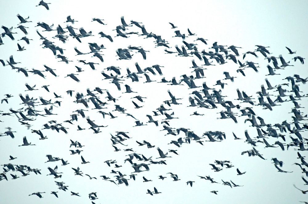 Der Zug nach Süden! Foto & Bild | tiere, wildlife, wild lebende vögel ...