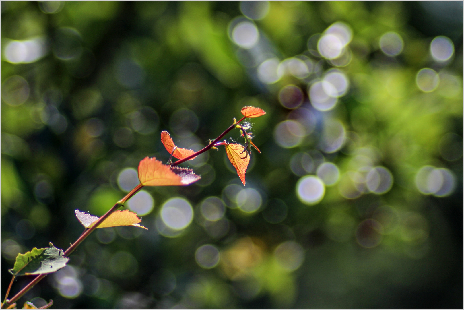 Der Zweig ... Foto & Bild | test, experiment, zweige Bilder auf ...