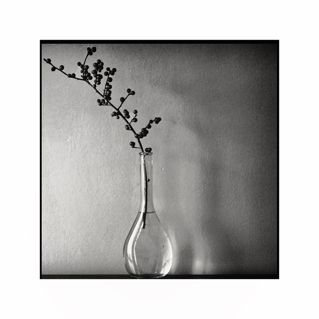 Der Zweig Foto & Bild | stillleben, tabletop, stilleben Bilder auf ...