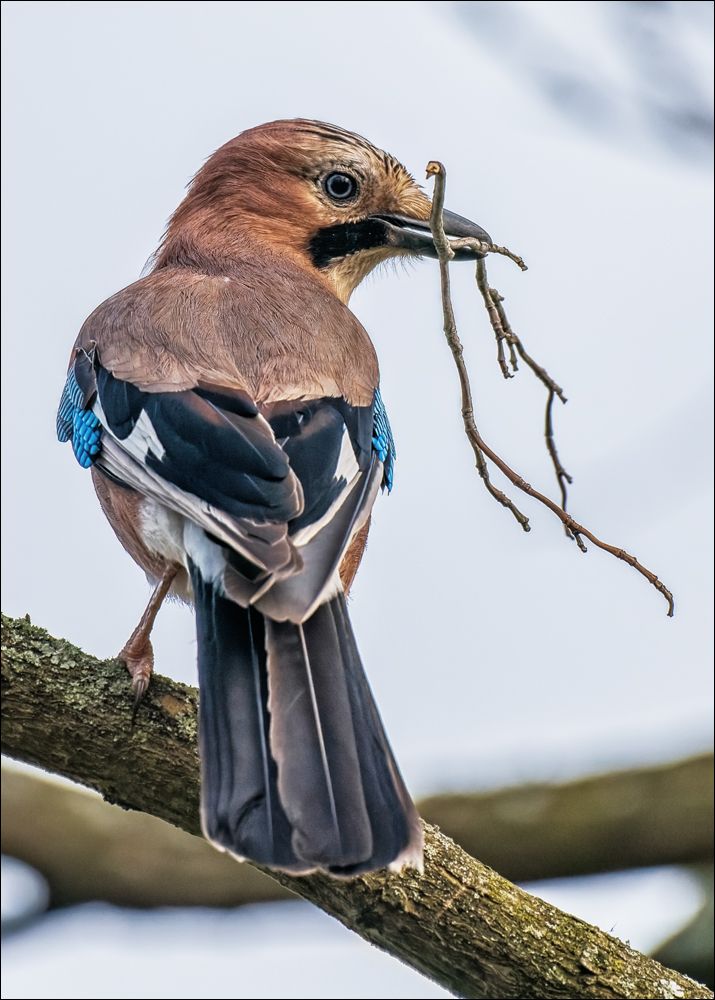 Der Zweig Foto & Bild | tiere, wildlife, wild lebende vögel Bilder auf ...