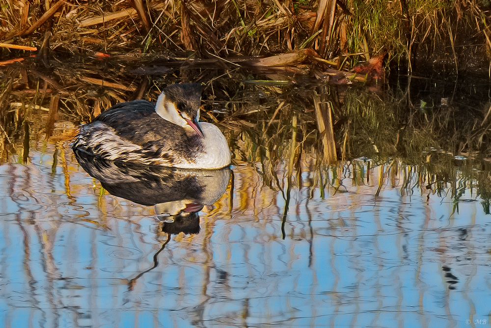 der Zwerg Foto & Bild | tiere, wildlife, wild lebende vögel Bilder auf ... der Zwerg Foto & Bild | tiere, wildlife, wild lebende vögel Bilder auf ...