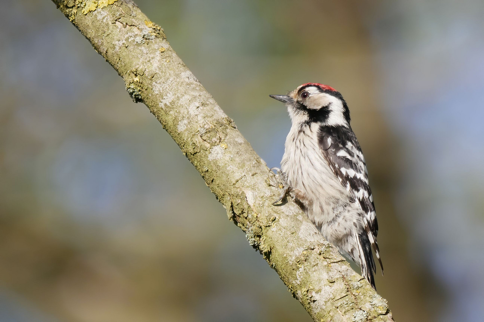 der Zwerg .... Foto & Bild | natur, tiere, vögel Bilder auf fotocommunity