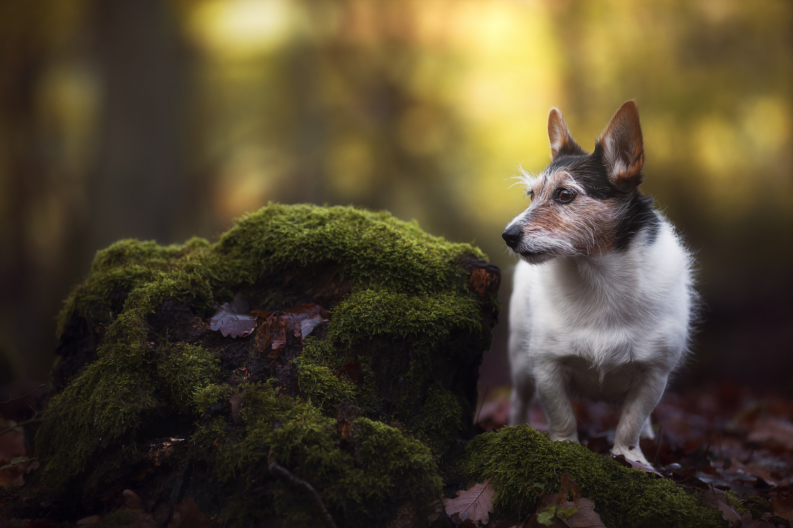 der Zwerg ... Foto & Bild | wald, licht, hund Bilder auf fotocommunity