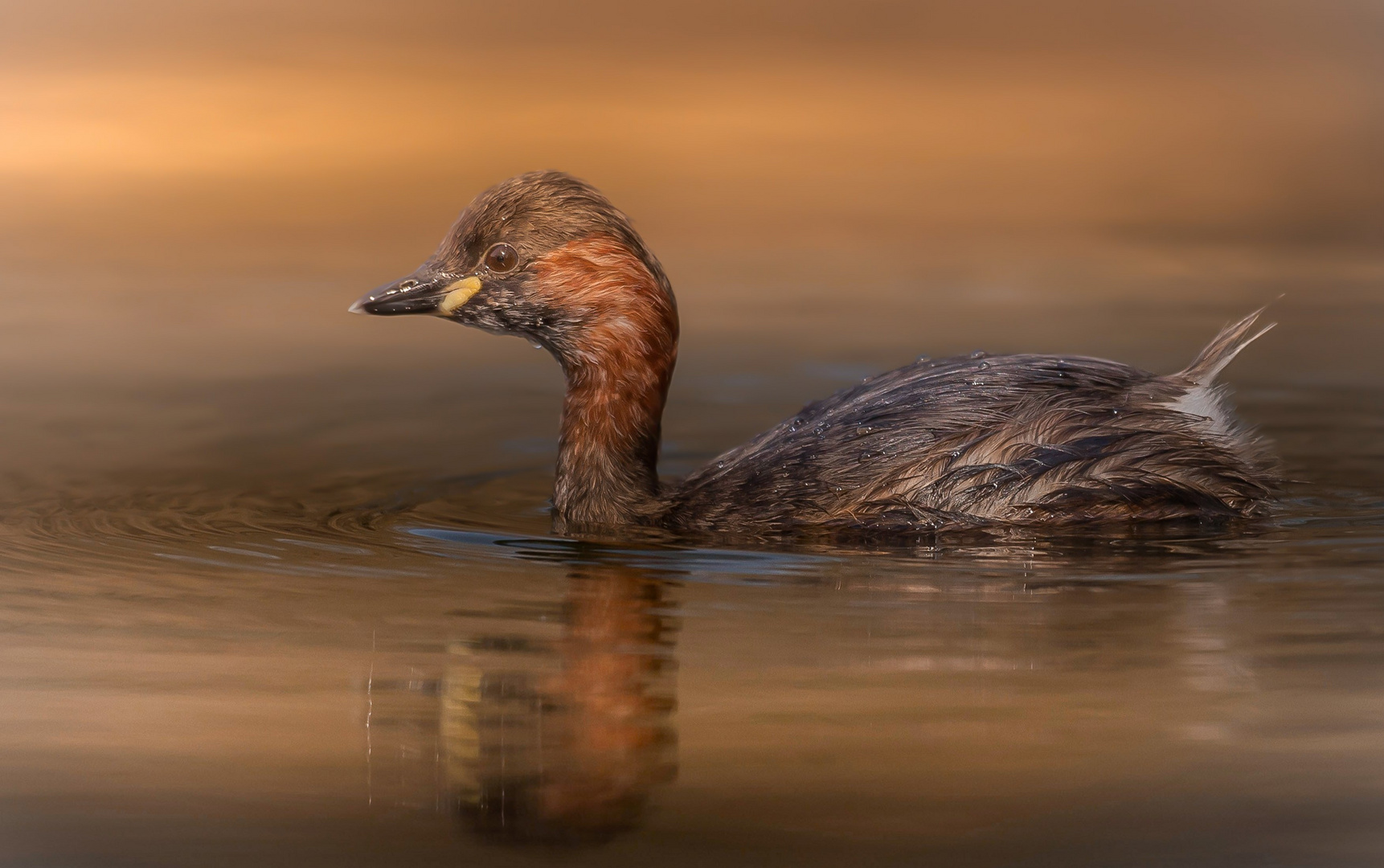 Der Zwerg Foto & Bild | tiere, wildlife, wild lebende vögel Bilder auf ...