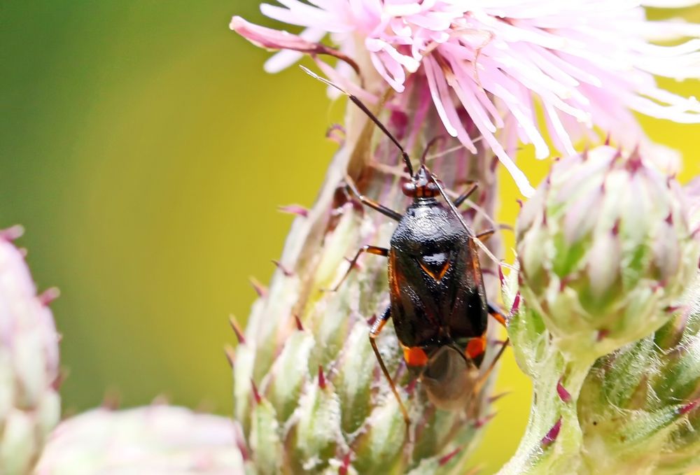 Deraeocoris flavilinea Foto & Bild | natur, insekten, tiere Bilder auf ...
