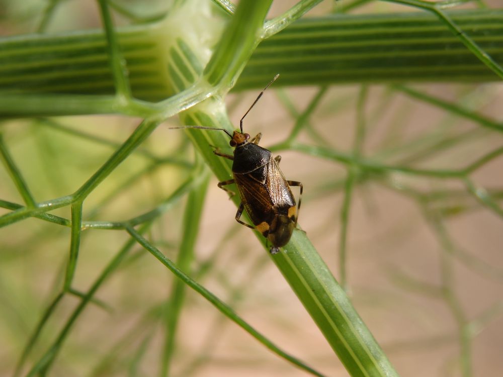 Deraeocoris flavilinea auf Gewürzfenchel Foto & Bild | tiere, wildlife ...