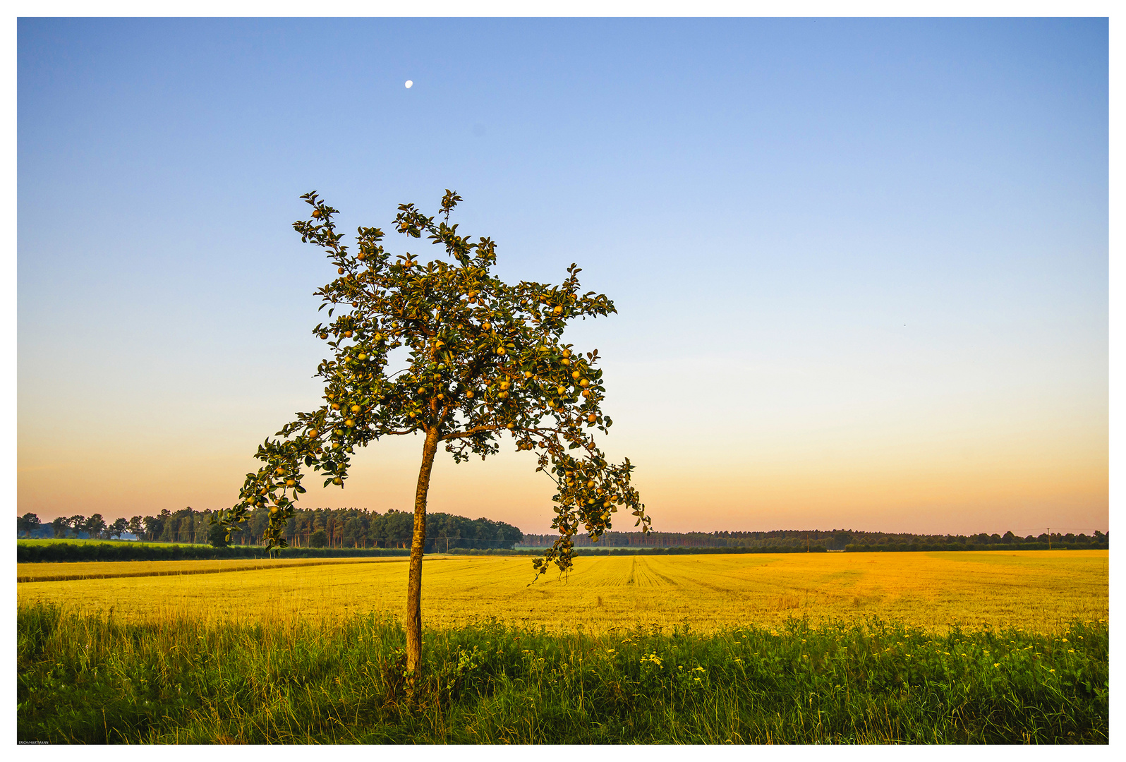 _der_Apfelbaum_ Foto & Bild | fotos, outdoor, himmel Bilder auf ...