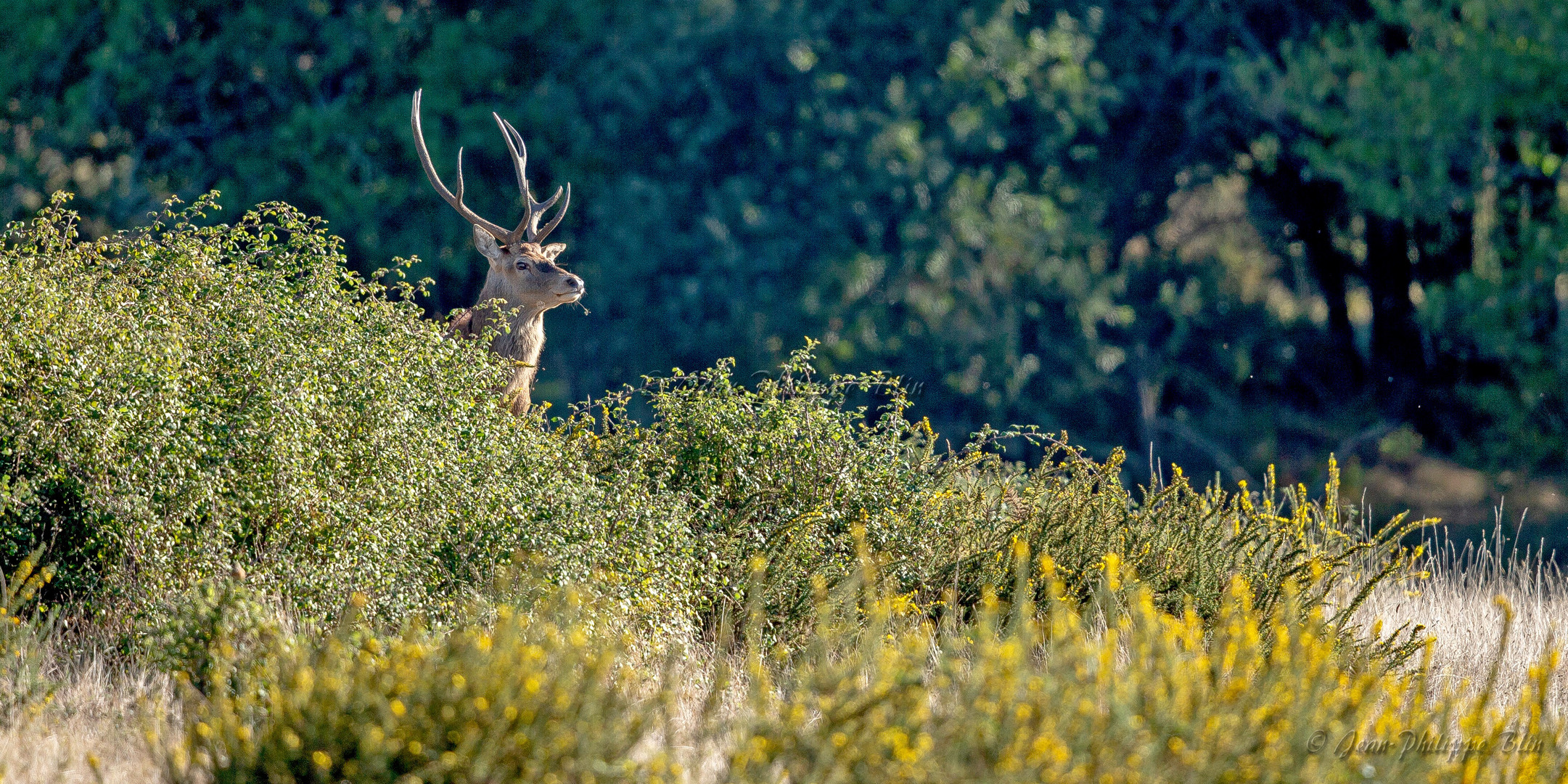 Derrière le buisson.... photo et image | nature, natur, animaux Images ...