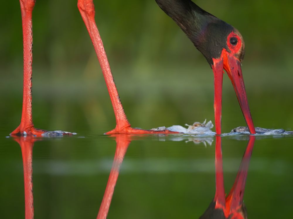 derselbe Foto & Bild | tiere, wildlife, wild lebende vögel Bilder auf ...