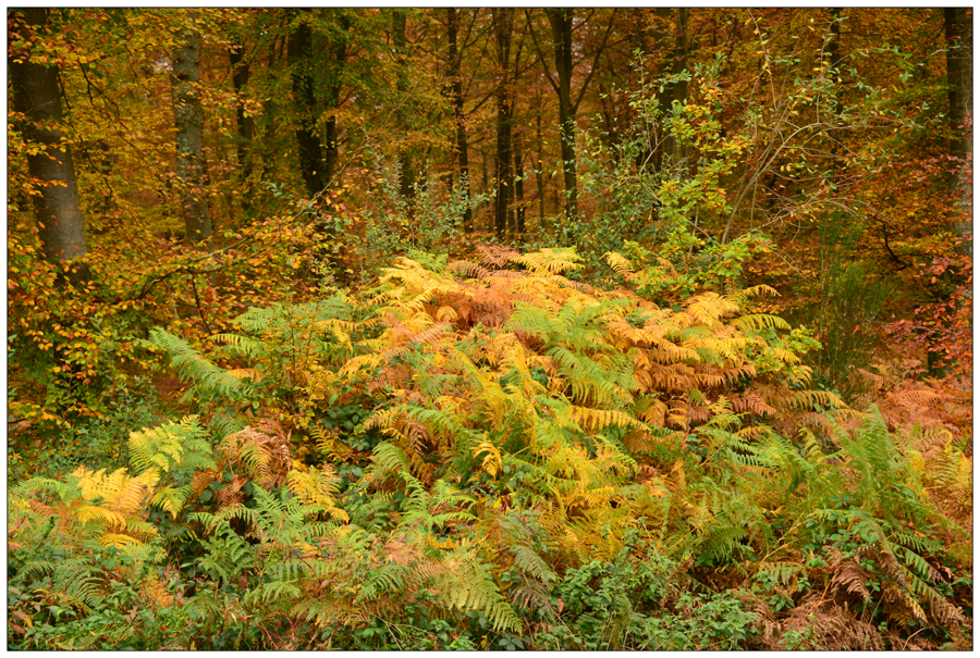 Des fougères de toutes les couleurs photo et image | les saisons ...