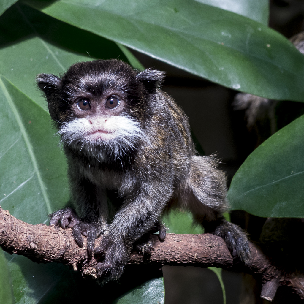 Des Kaisers Schnurrbart III Foto & Bild | natur, affen, schweiz Bilder ...