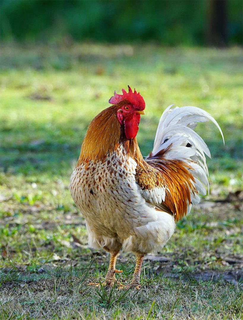 Des plumes !!!!! photo et image | animaux, animaux domestiques, basse ...