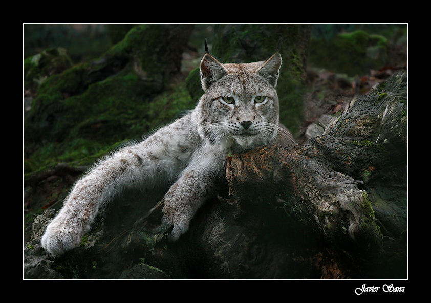 Descansando en el bosque. Imagen & Foto | animales, animales salvajes ...