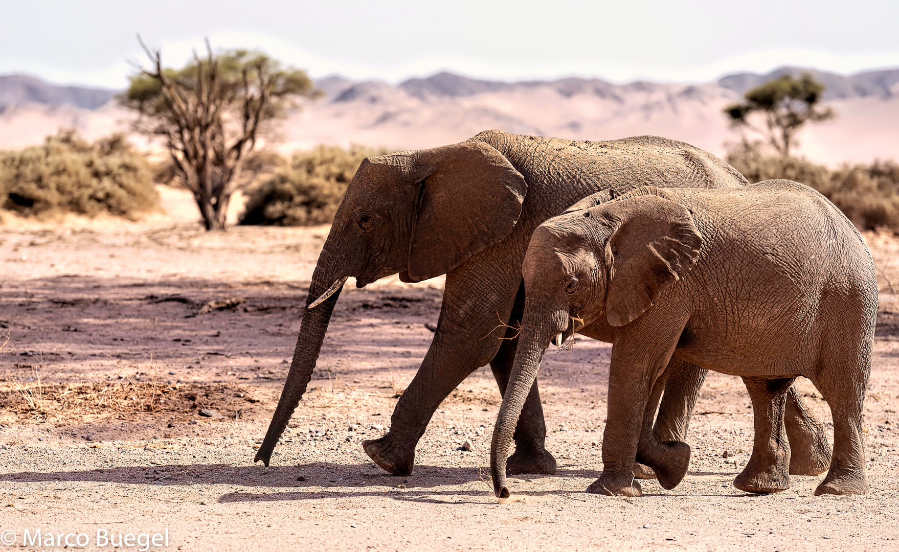 Desert adapted Elephants in Namibia (Aba Huab Trockenbett) Foto & Bild ...