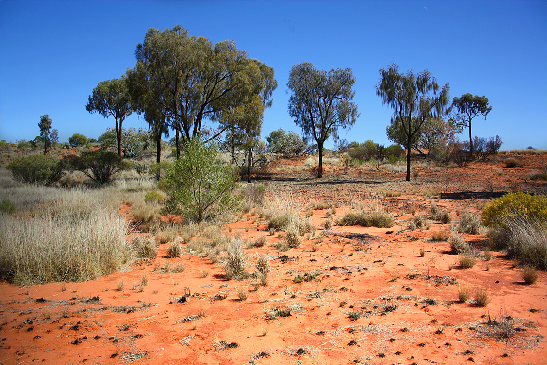 Desert Oak's Foto & Bild | australia & oceania, australia, northern ...