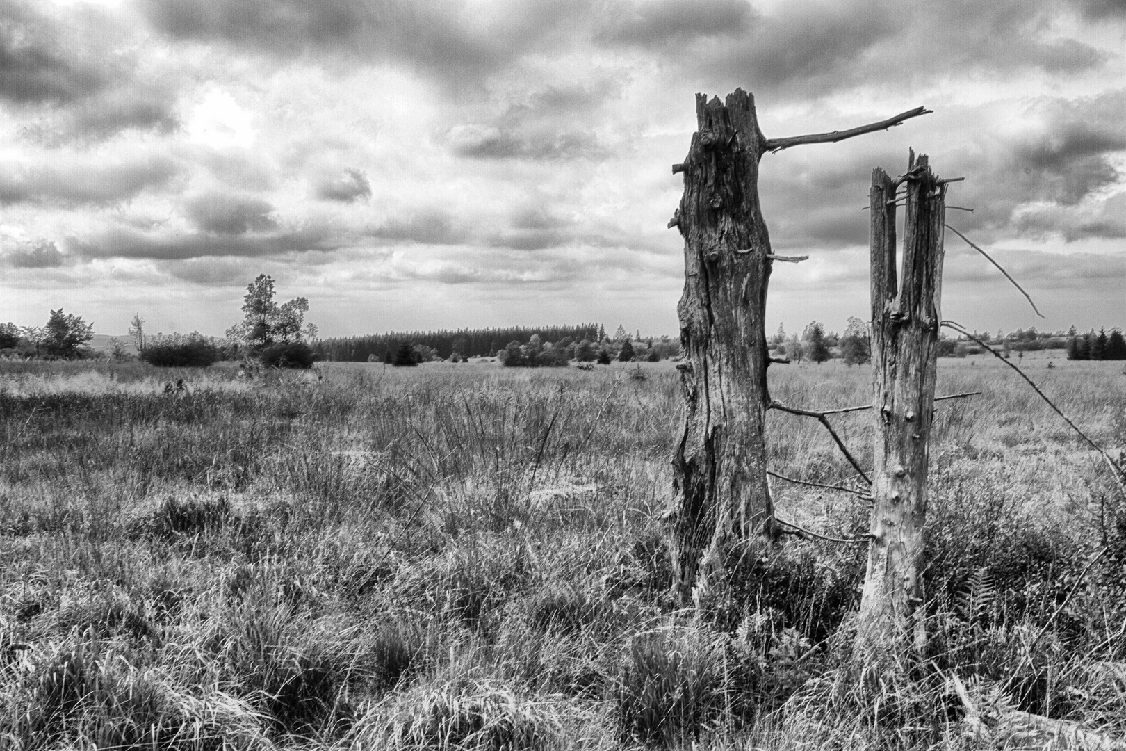 Désolation 2 photo et image | nature, orage, arbres Images fotocommunity