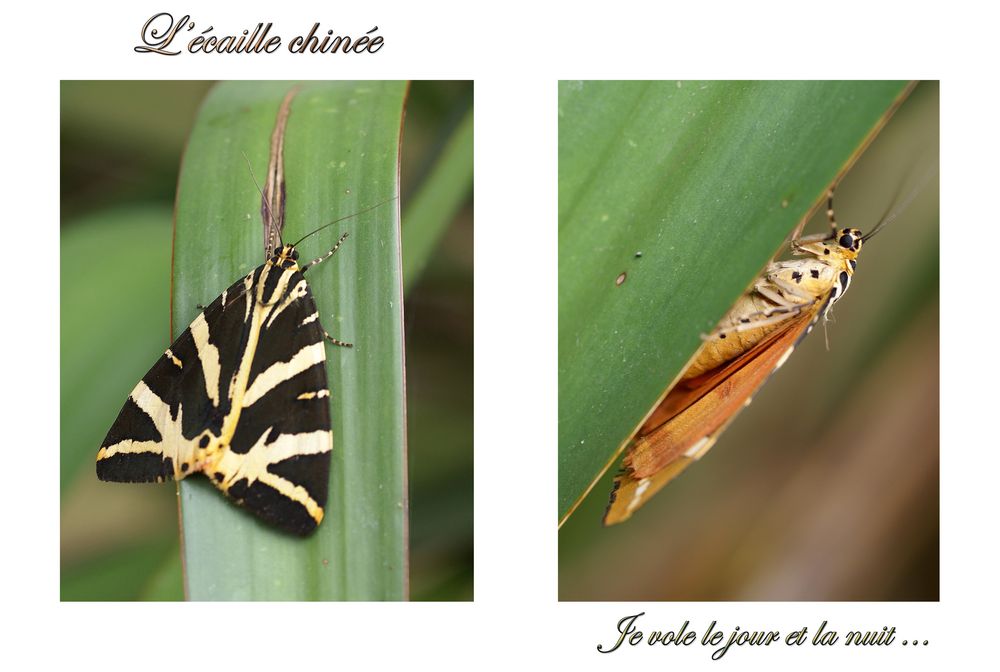 Dessus... et dessous .... l'écaille chinée photo et image | macro ...