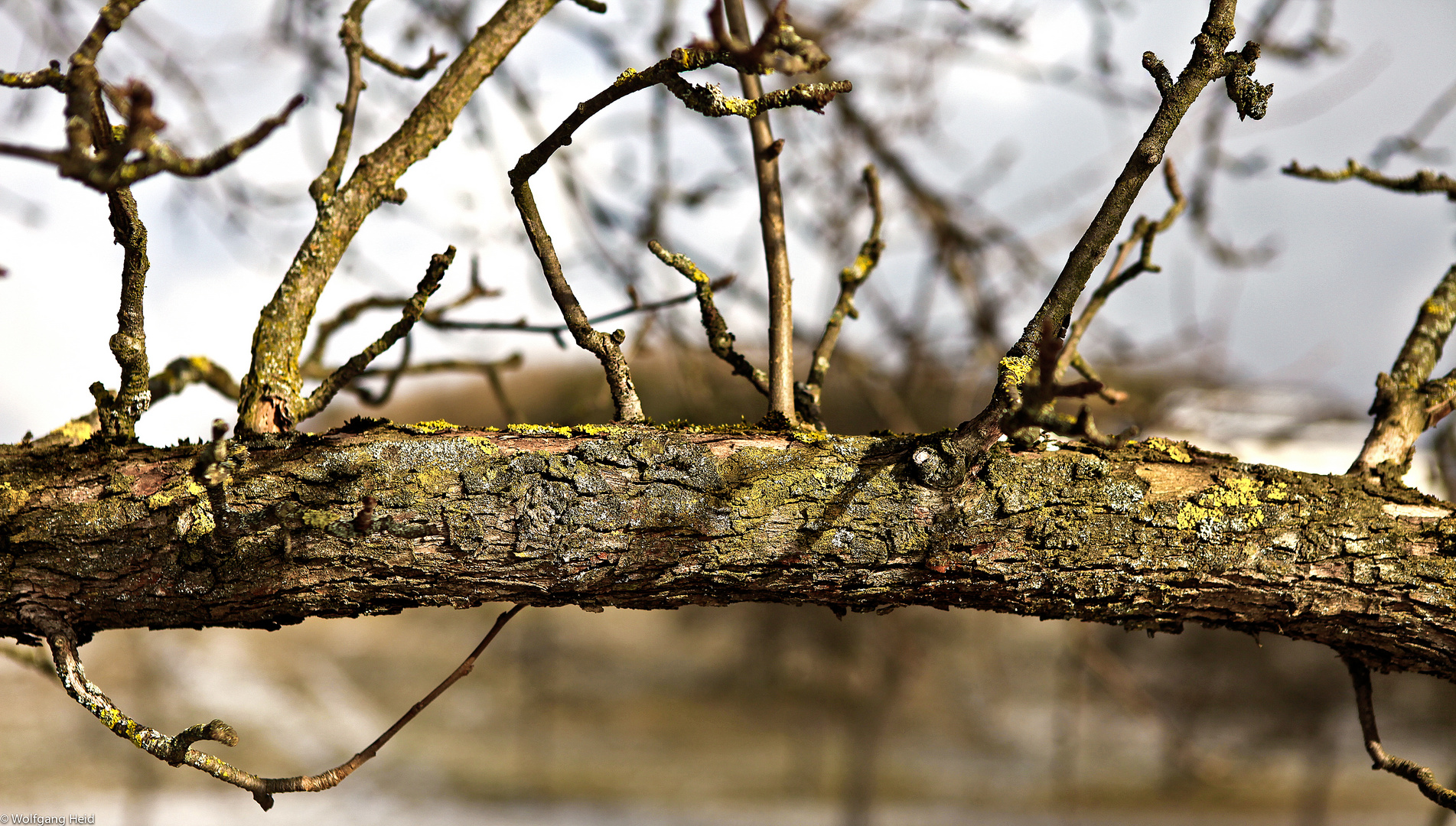 Detail eines Astes. Foto & Bild | pflanzen, pilze & flechten, bäume ...