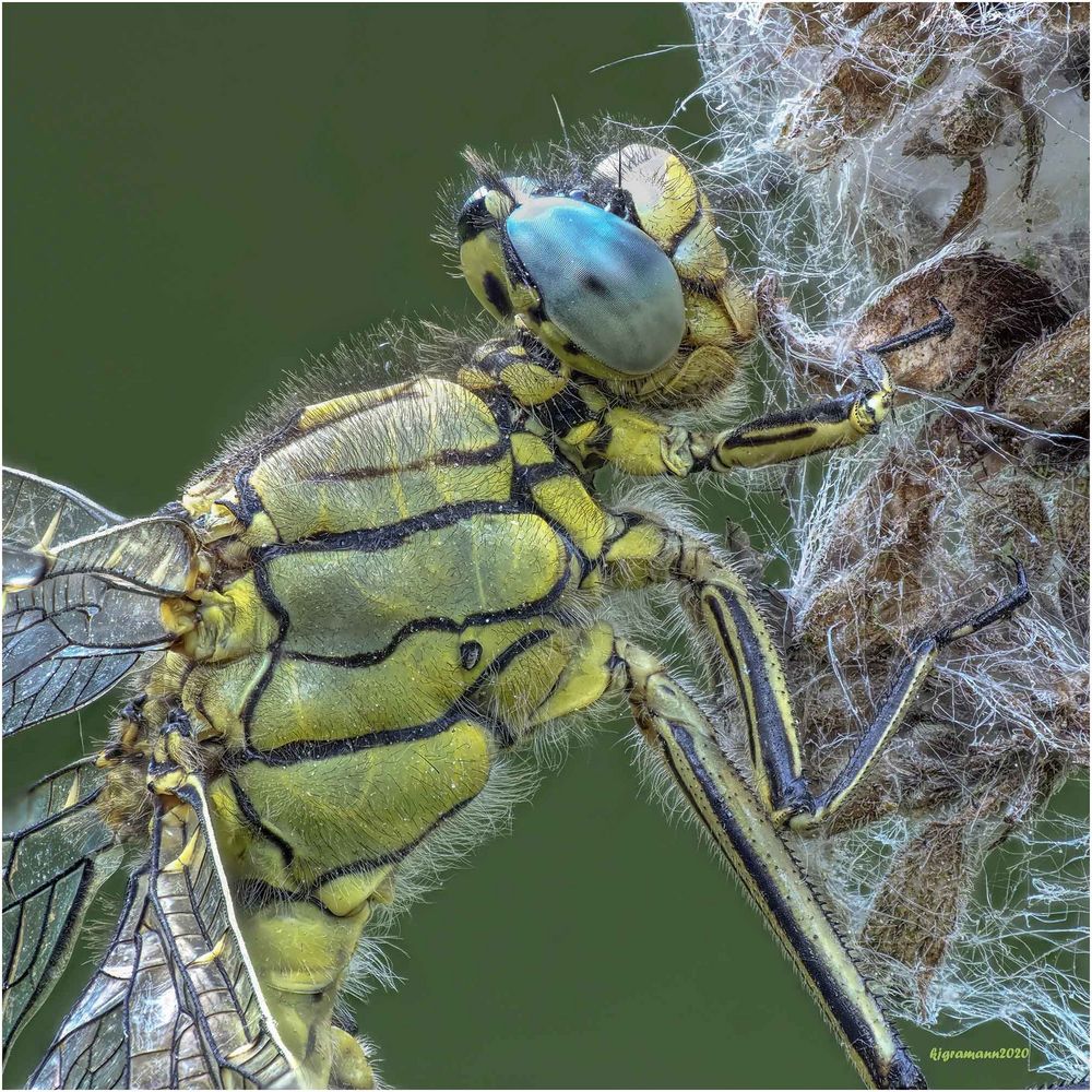 details.... Foto & Bild | natur, insekten, tiere Bilder auf fotocommunity
