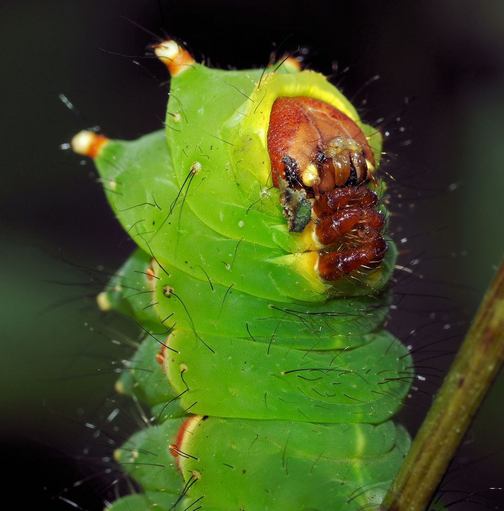 Details einer Raupe ... Foto & Bild | fotos, makro, natur Bilder auf ...