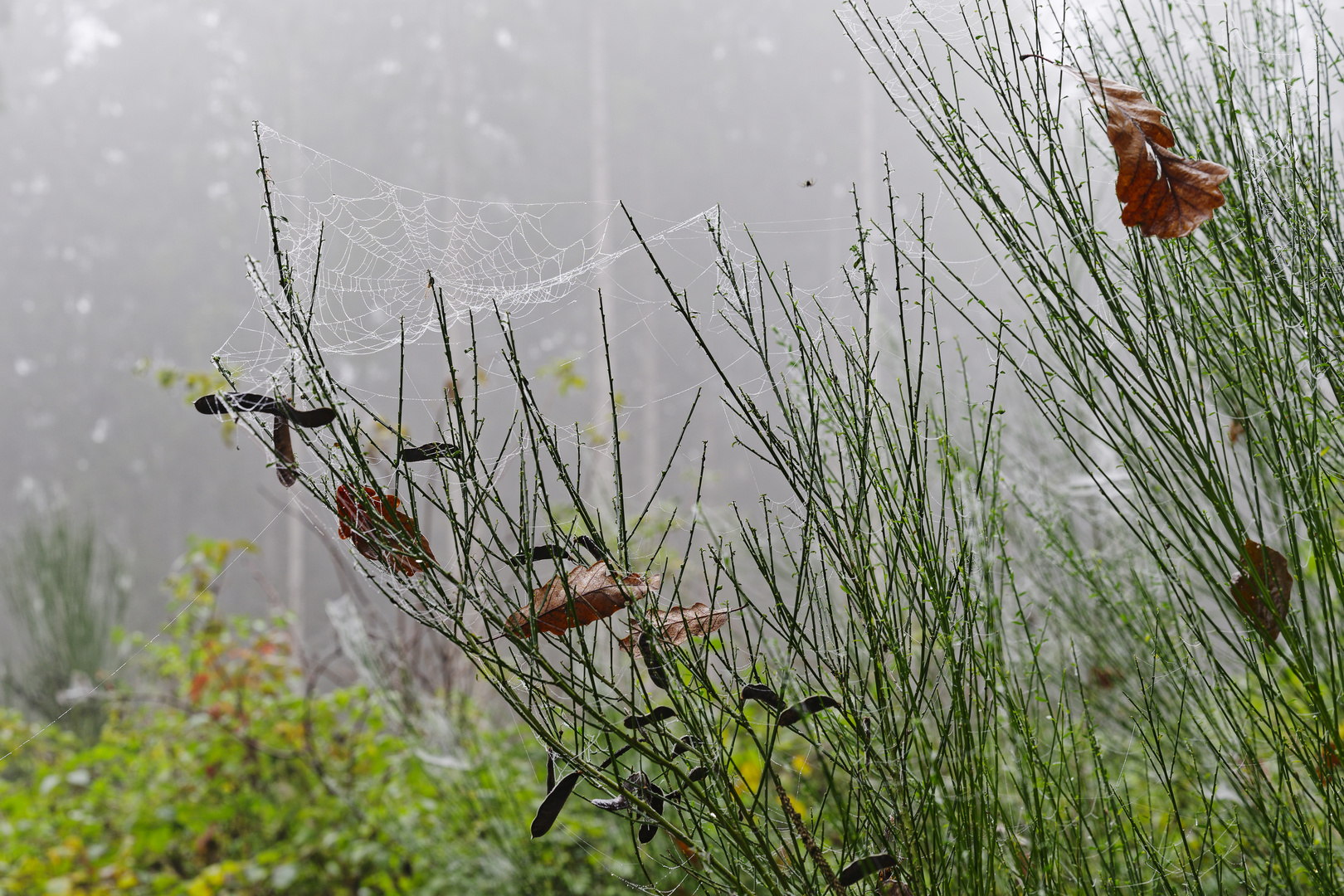 Details im Wad, hier: Nebelstimmungen im Wald (2) Foto & Bild | wald ...