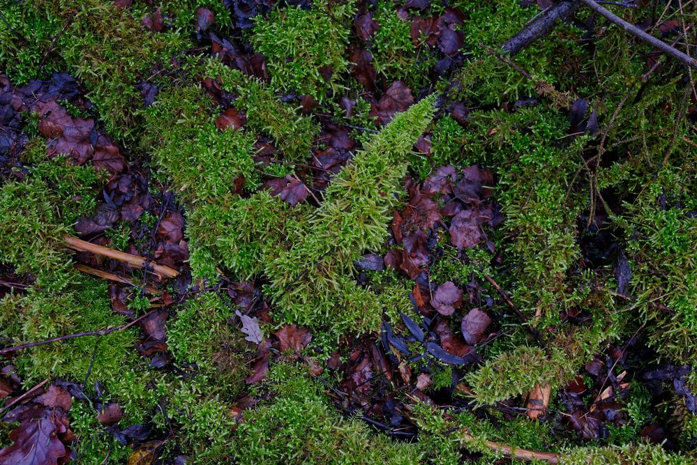 Details im Wald, hier: Moosmuster auf dem Waldboden Foto & Bild | wald ...