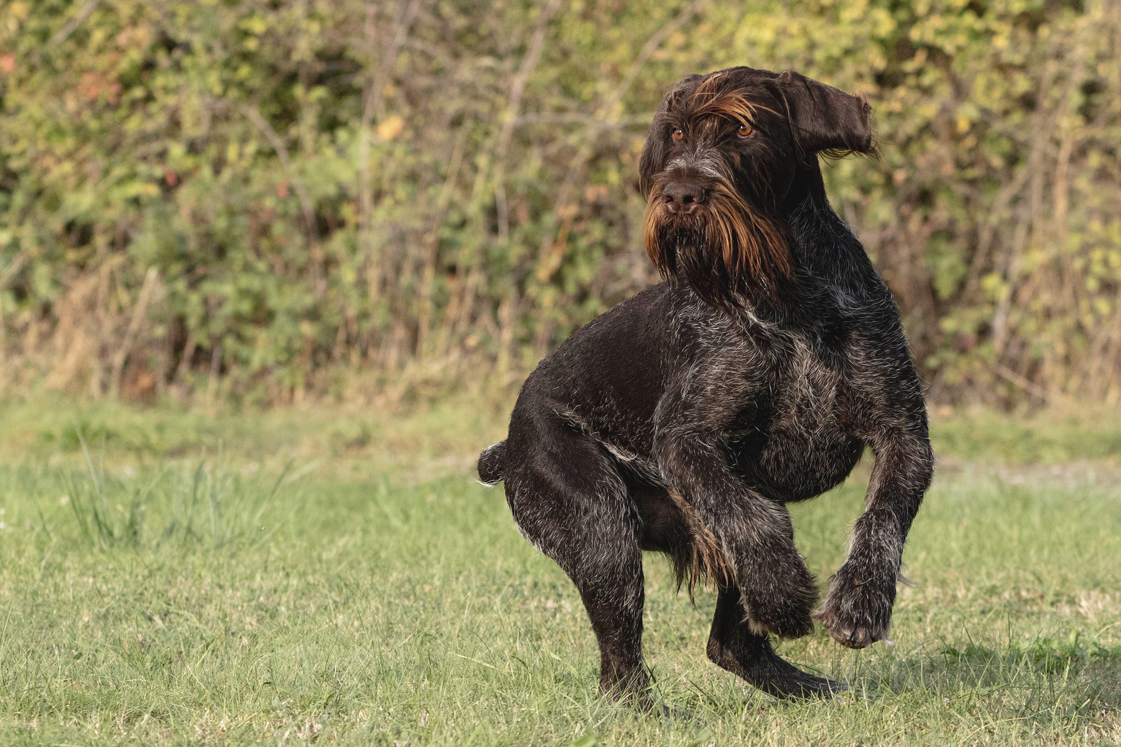Deutsch-Drahthaar Foto & Bild | tiere, haustiere, hunde Bilder auf ...