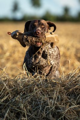 Jagdhunde bei der Arbeit Bilder & Fotos