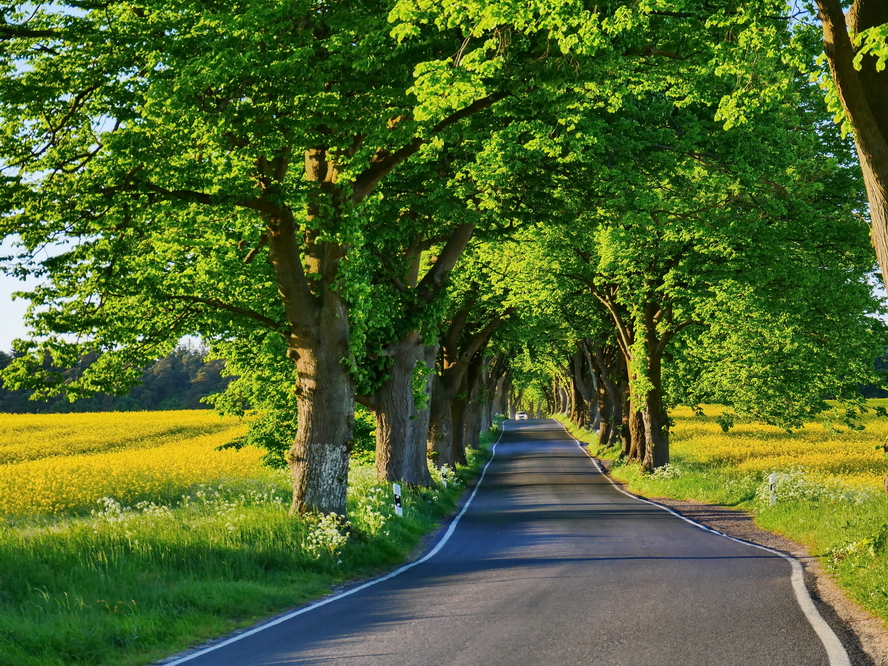 Deutsche Alleen-Straße... Foto & Bild | motive, natur Bilder auf ...