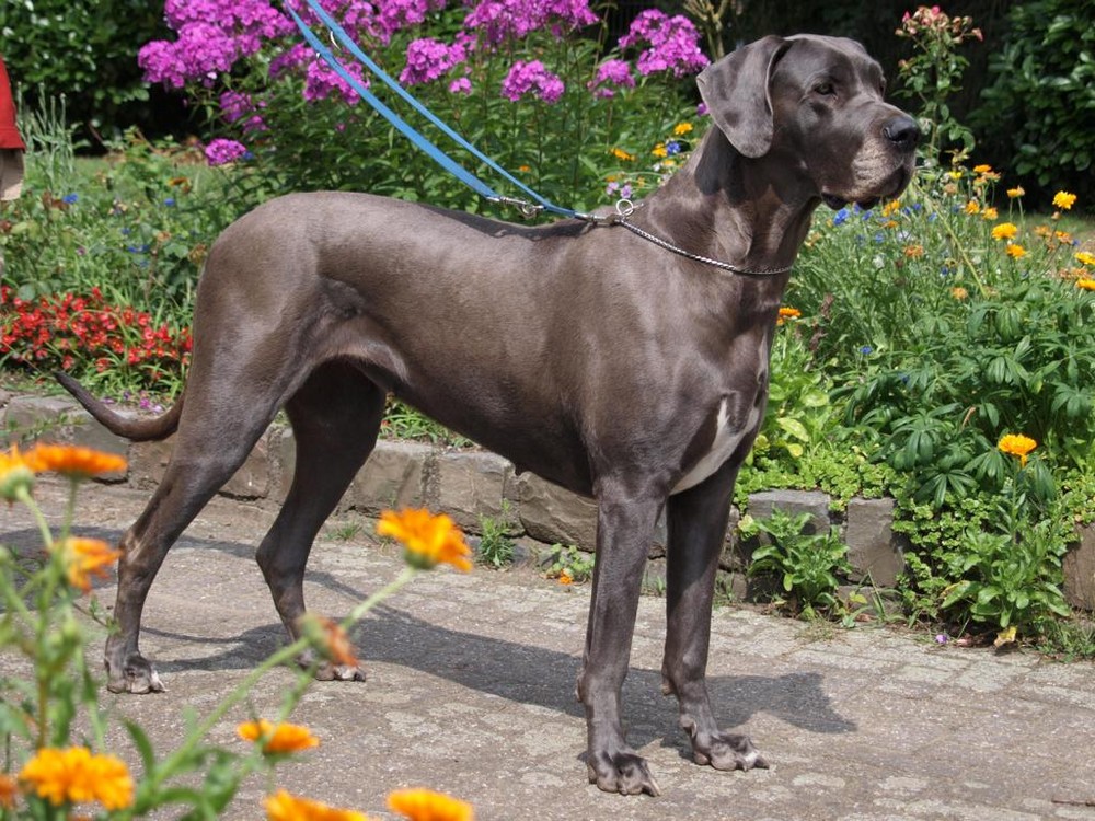 deutsche dogge Foto & Bild | tiere, haustiere, hunde Bilder auf ...