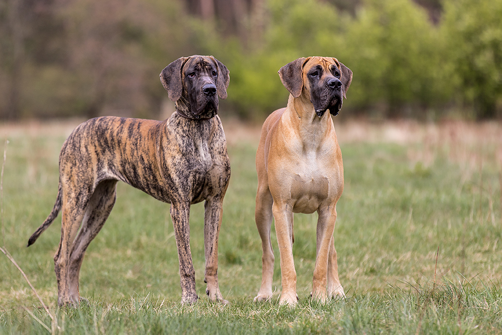 Deutsche Doggen Foto & Bild | hunde, natur, tiere Bilder auf fotocommunity